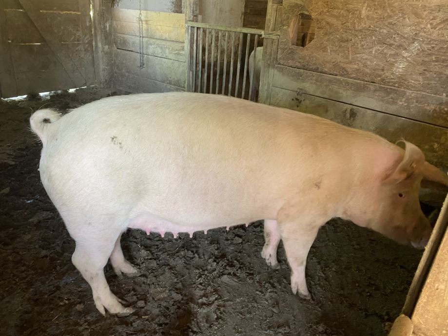 Prodam visoko breji svinji in mladico