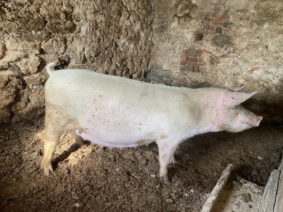Prodam visoko breji svinji in mladico
