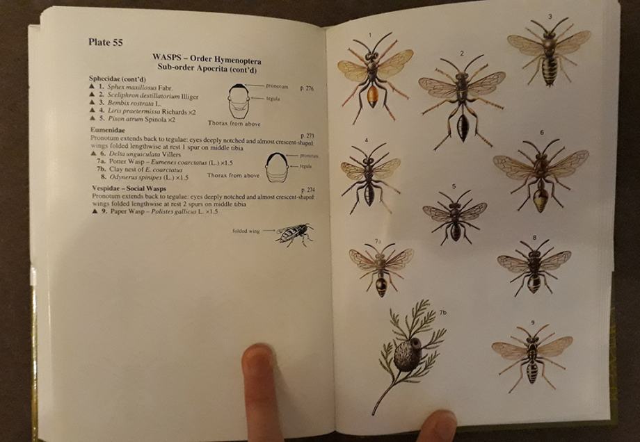 Collins field guide on INSECTS of Britain and Northern Europe