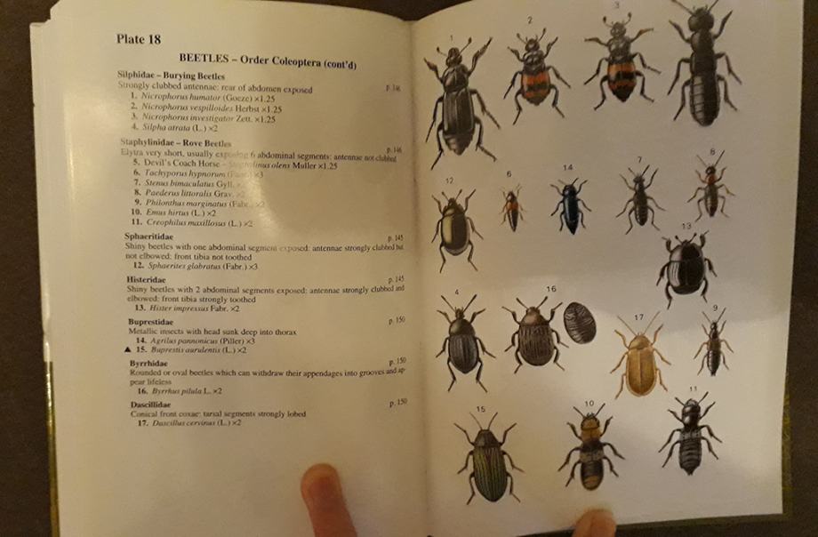 Collins field guide on INSECTS of Britain and Northern Europe