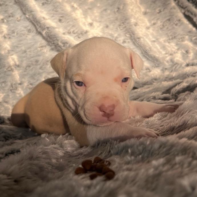 American bully classic