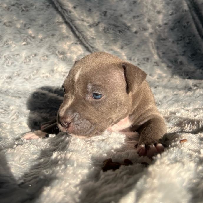 American bully classic