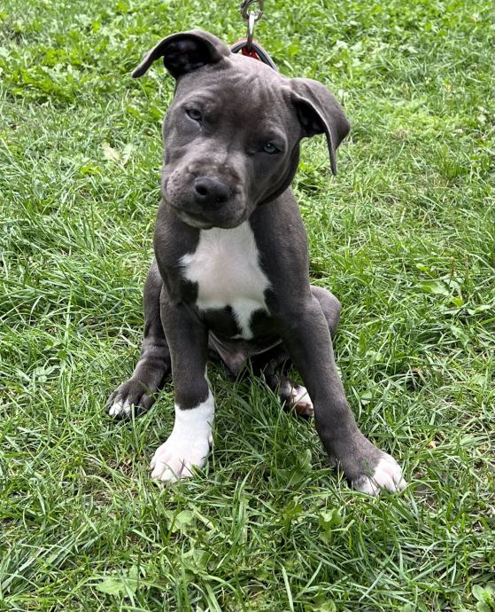 American Pit Bull Terrier