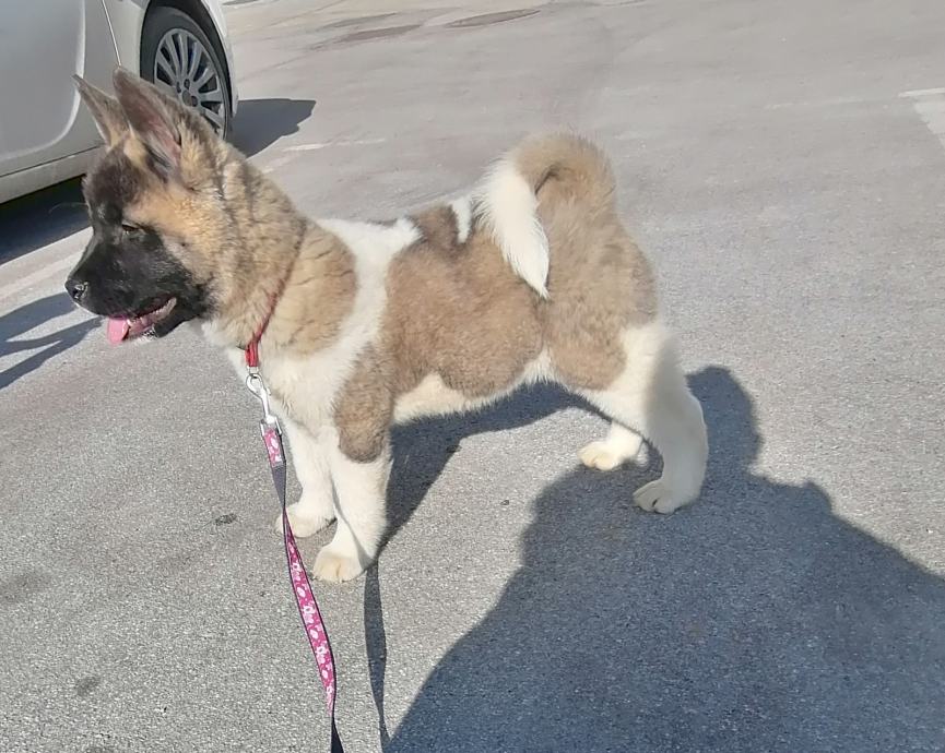 Ameriška akita