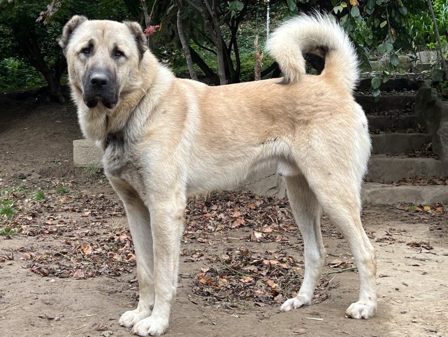 Anatolski pastirski pes (Kangal)