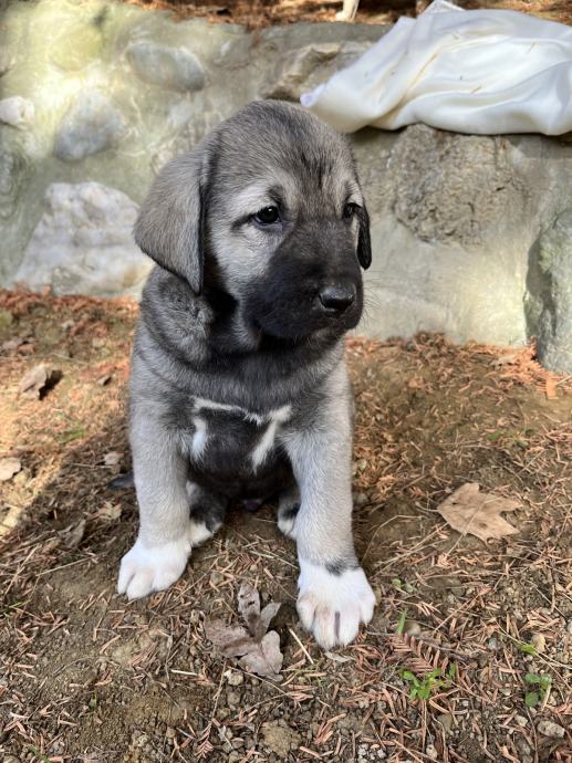 Anatolski pastirski pes (Kangal)