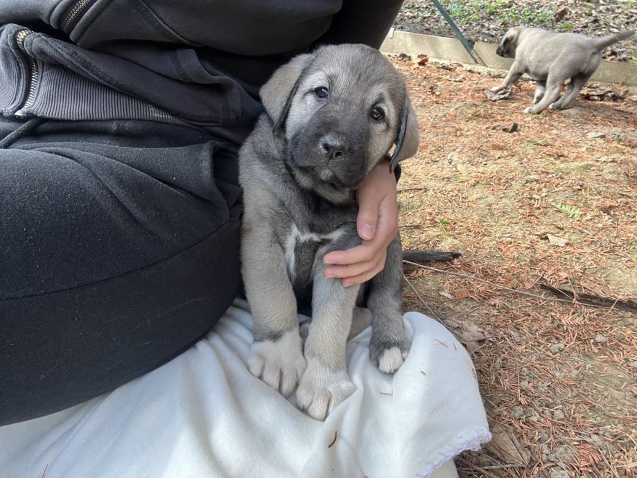 Anatolski pastirski pes (Kangal)