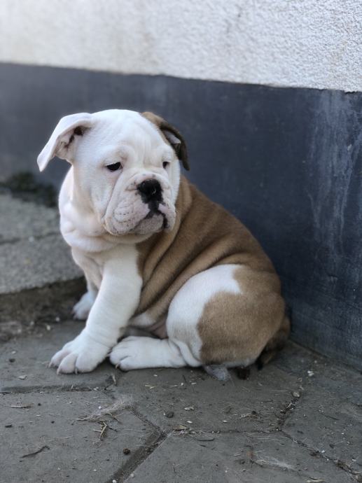ANGLEŠKI BULDOG