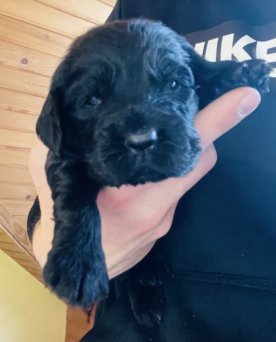 angleški koker španjel