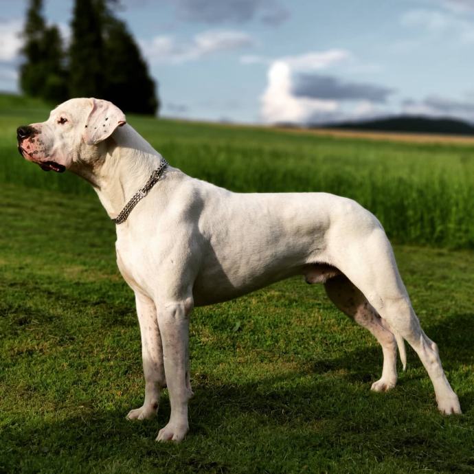 Argentinska Doga (Paritev)