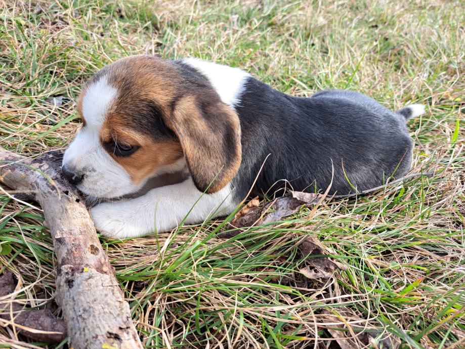Beagle mladički