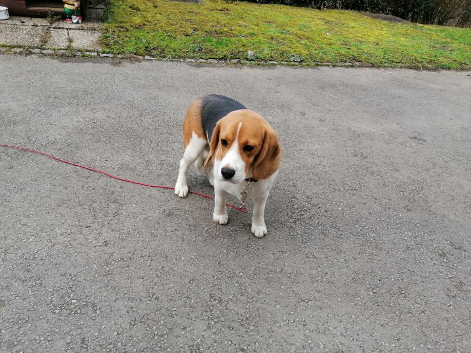 BEAGLE - psička