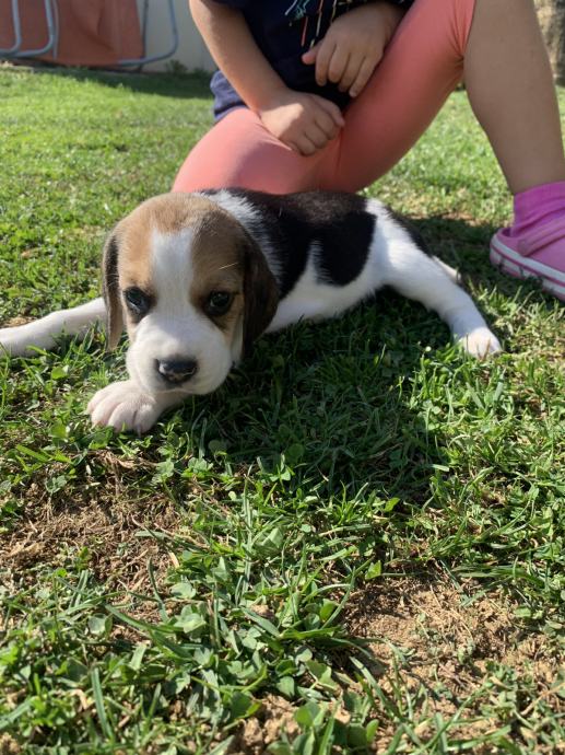 BEAGLE