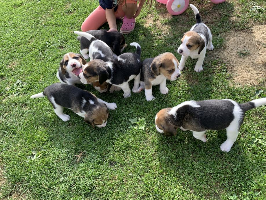 BEAGLE