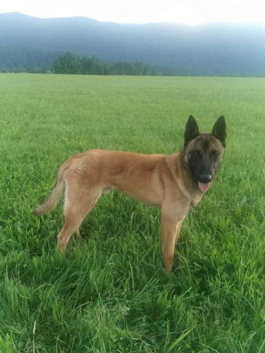 Belgijski ovcar malinoa