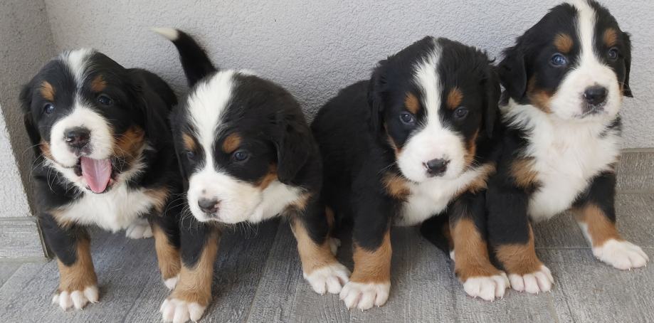 Bernski planšar / Bernese Mountain dog