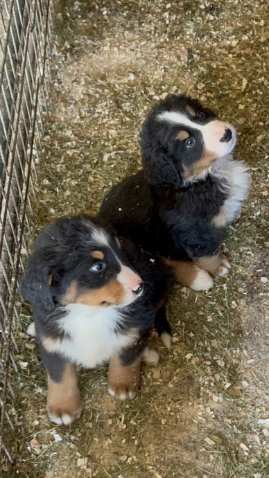 Bernski planšar - Bernski planšarji mladički