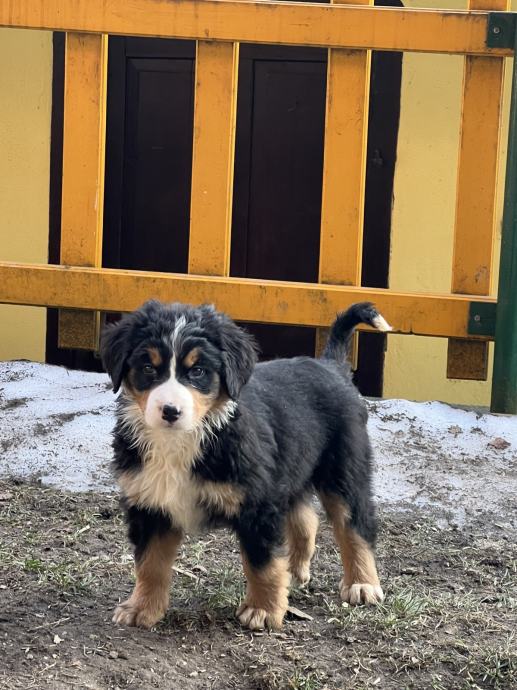 Bernski planšar - Bernski planšarji mladički