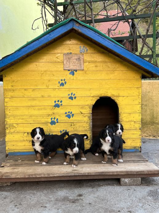 Bernski planšar - bernski planšarji mladiči