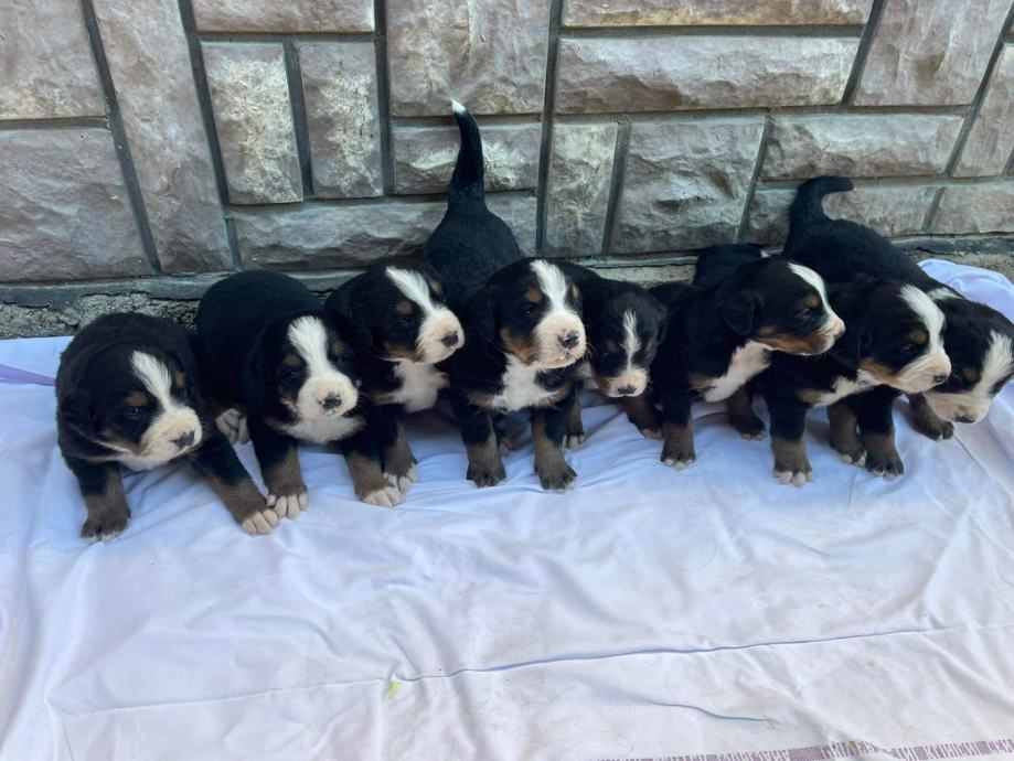 Bernski planšarski pes