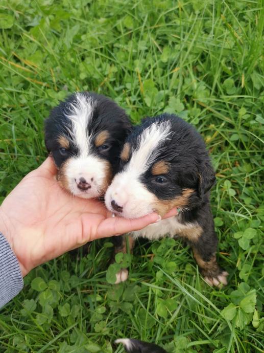 Bernski planšar (na voljo še ena samička♀️)