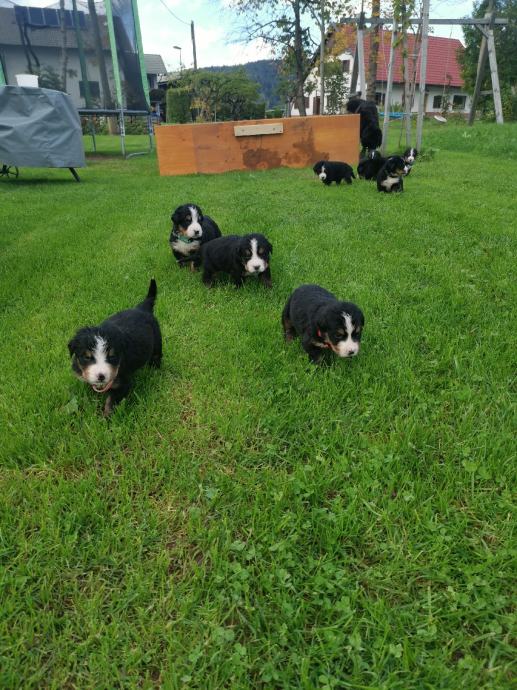 Bernski planšar (na voljo še ena samička♀️)