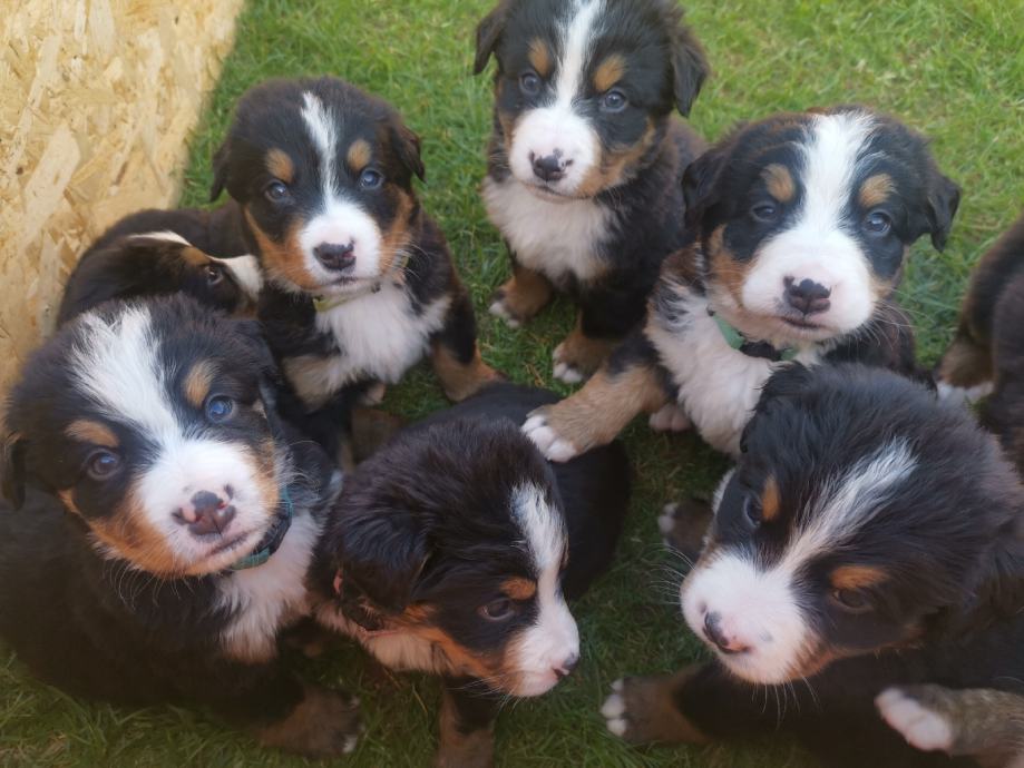 Bernski planšar (na voljo še ena samička♀️)