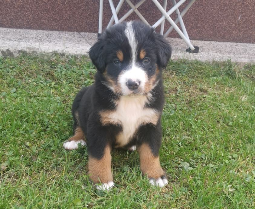 Bernski planšar (na voljo še ena samička♀️)