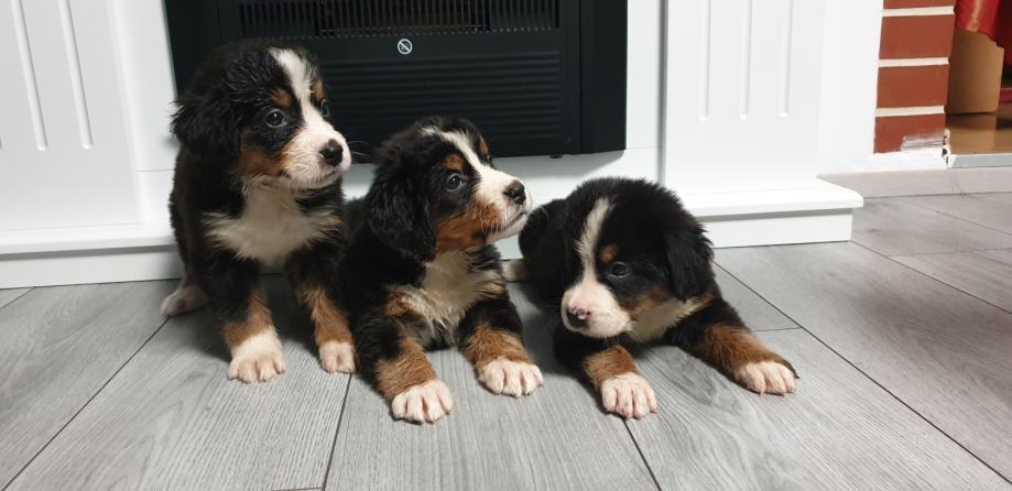 Bernski planšarski pes