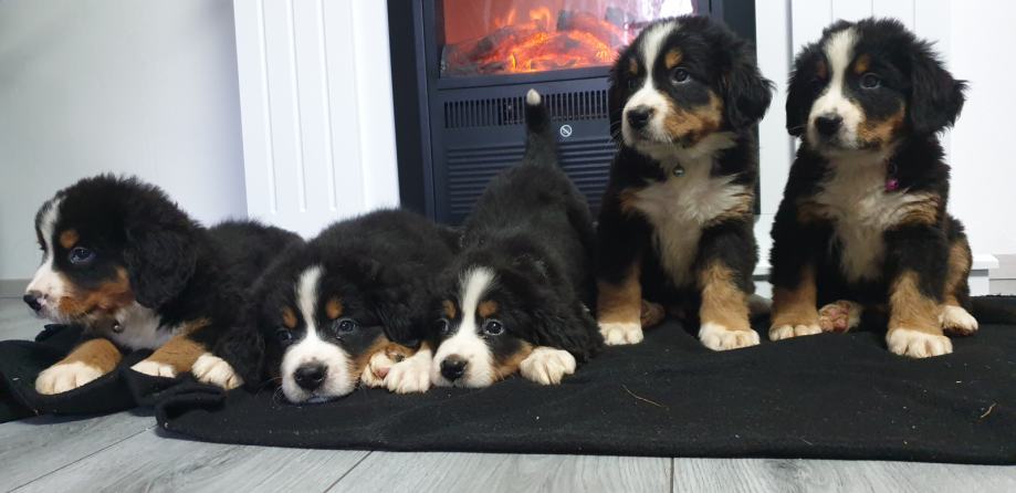 Bernski planšarski pes