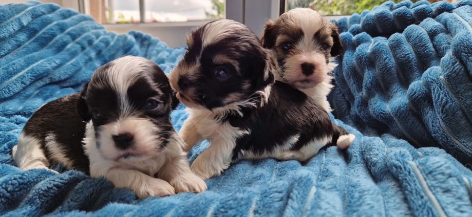 Bichon havanese, havanski bison