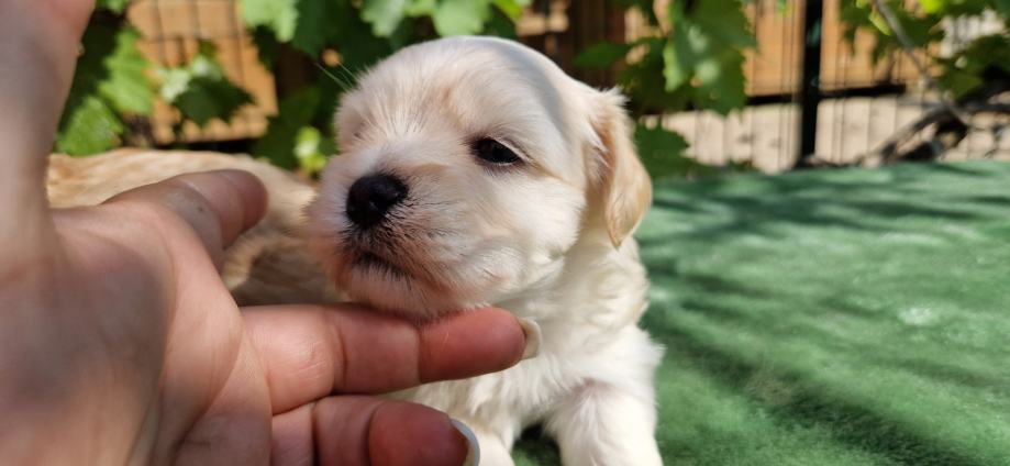 Bichon havanese, havanski bison