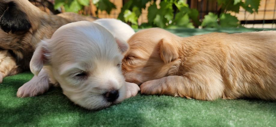 Bichon havanese, havanski bison