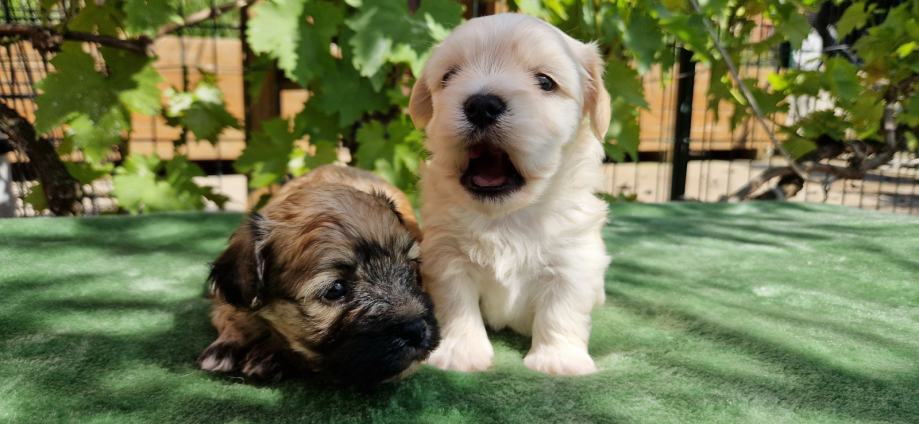 Bichon havanese, havanski bison