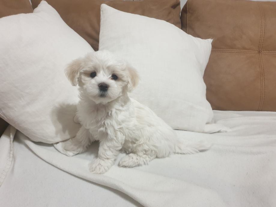 Bishon Havanese Havanski Bišon Mladički pas
