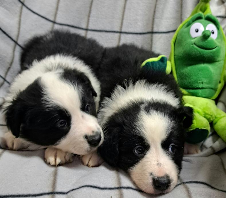 Border colie mladički