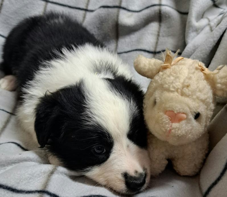 Border colie mladički