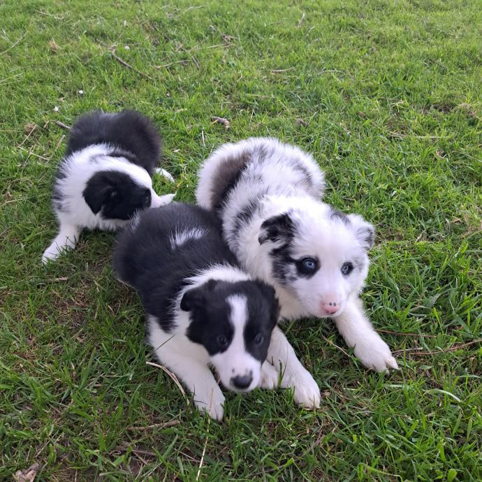 Border colie mladički