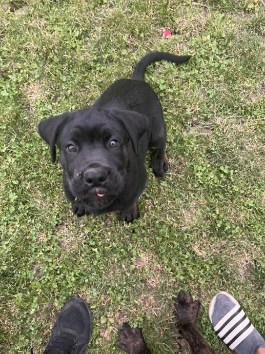 Cane corso in rottweiler mešančki