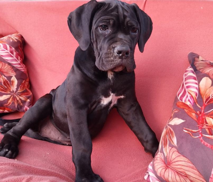 Cane corso