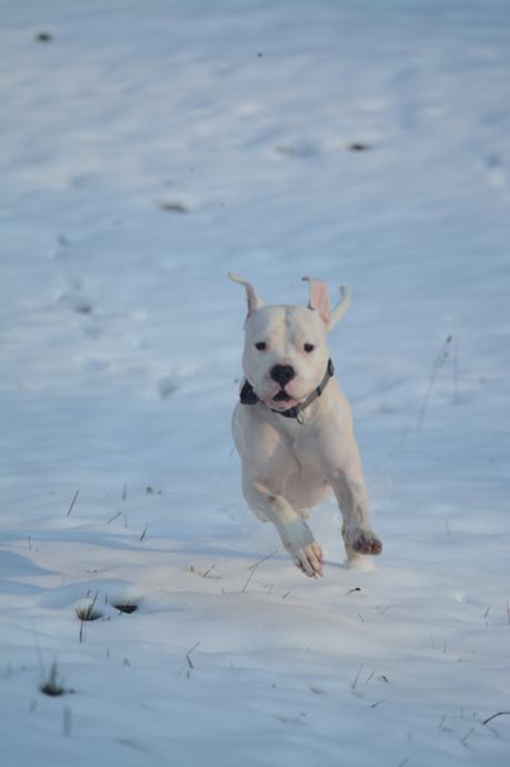 Carne Corso Doggo Argentino mix 12 Wochen alt