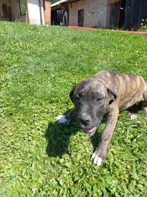 Carne Corso Doggo Argentino mix 12 Wochen alt