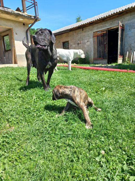 Carne Corso Doggo Argentino mix 12 Wochen alt