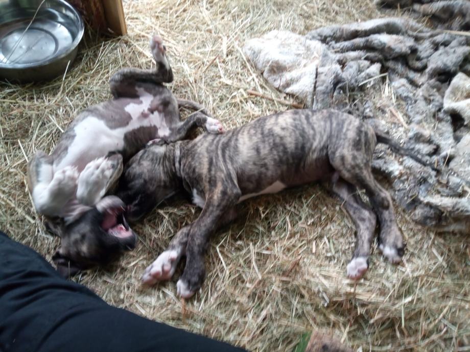 Carne Corso Doggo Argentino mix 12 Wochen alt