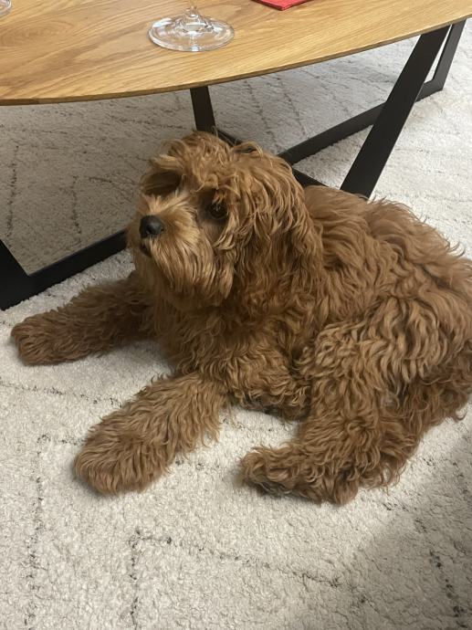 Cavapoo 5 mesecev
