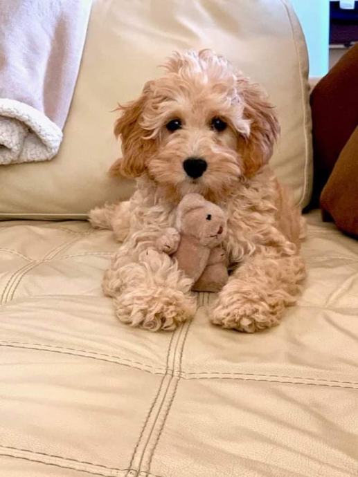 Cavapoo ( cavalier king + toy pudla)