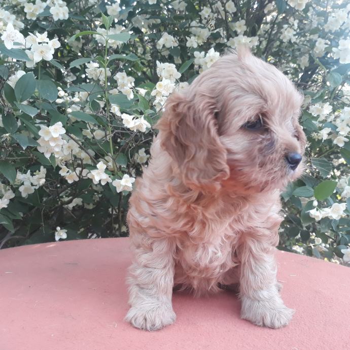 Cavapoo ( cavalier king + toy pudla)