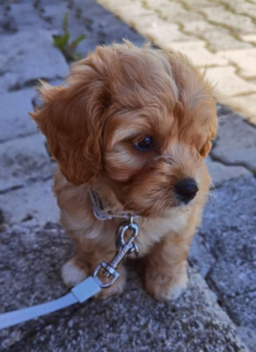 Cavapoo ( cavalier king + toy pudla)