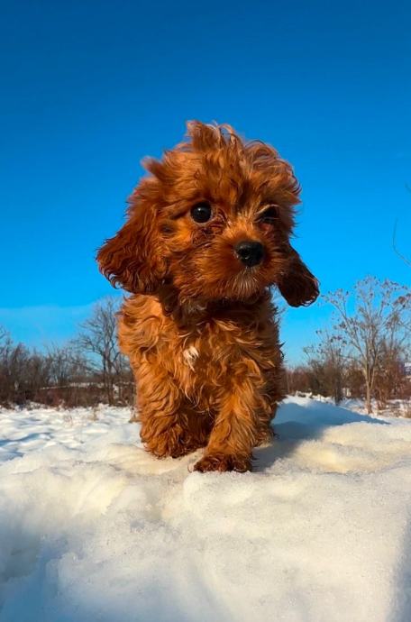 Cavapoo- kavapoo (cavalier+toy pudla)