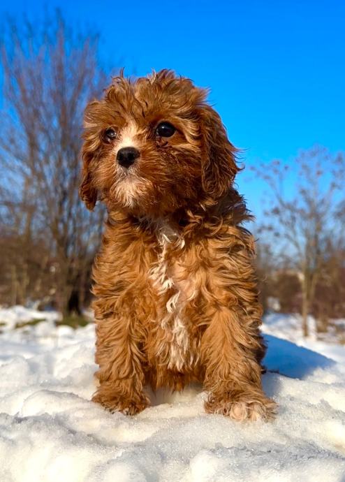 Cavapoo- kavapoo (cavalier+toy pudla)